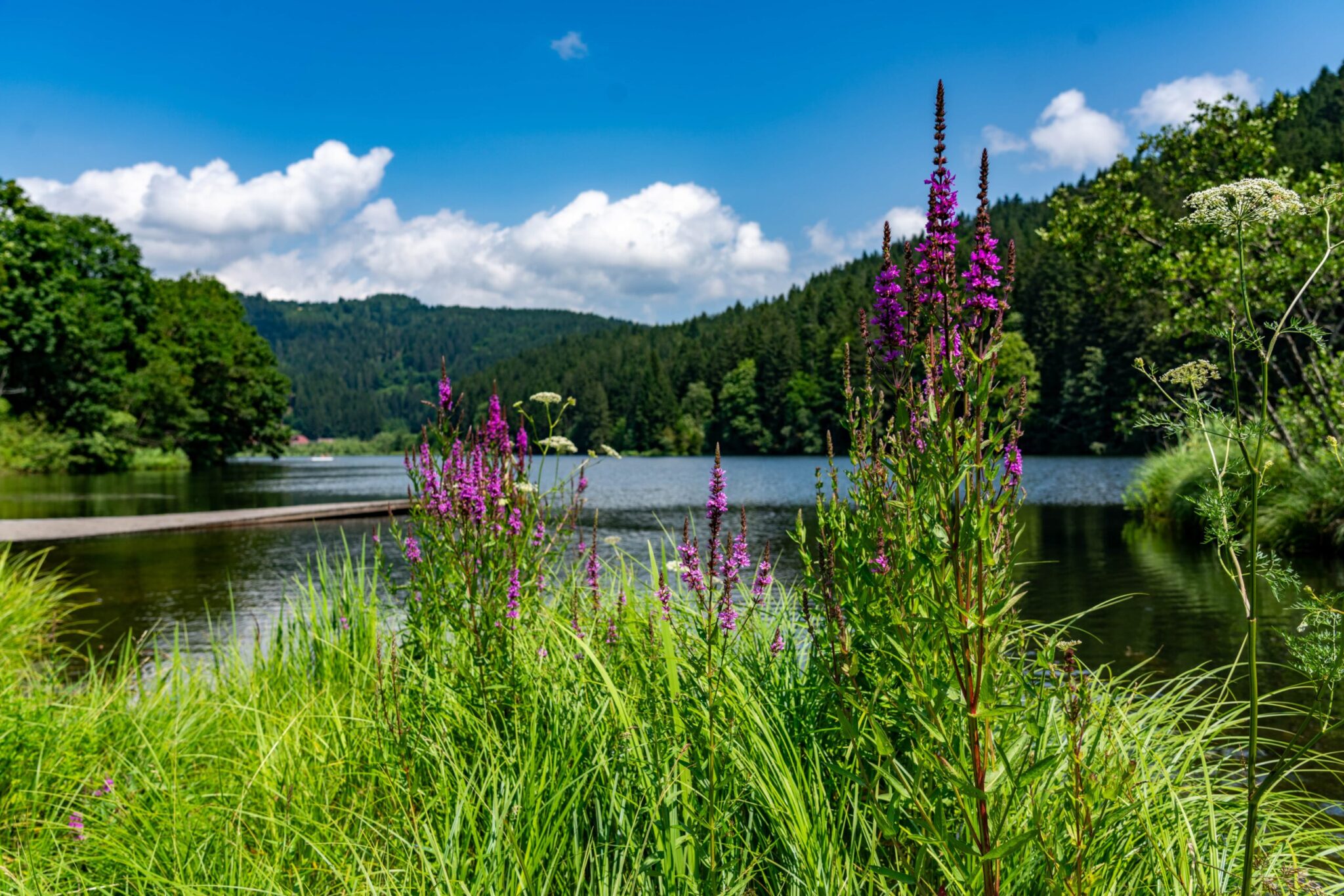 Goggausee - Mini-Fjord im Wimitztal